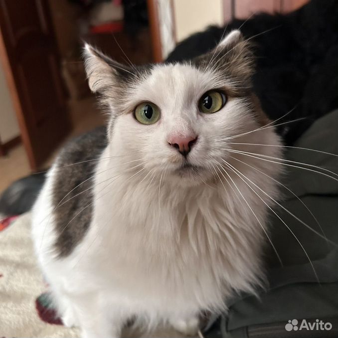 Кошечка Масяня ищет дом