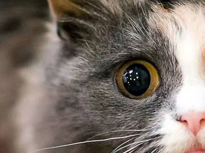 Котики хвостатые психотерапевты