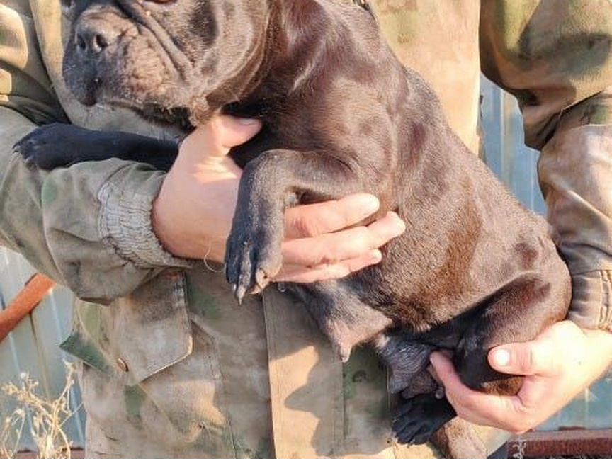 Французский бульдог