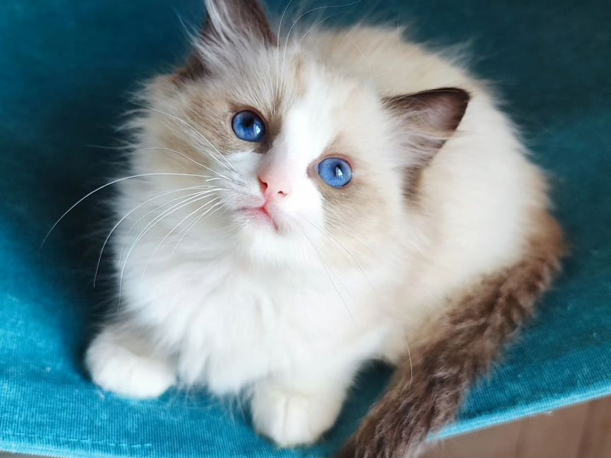 Dandy, рэгдолл с родословной