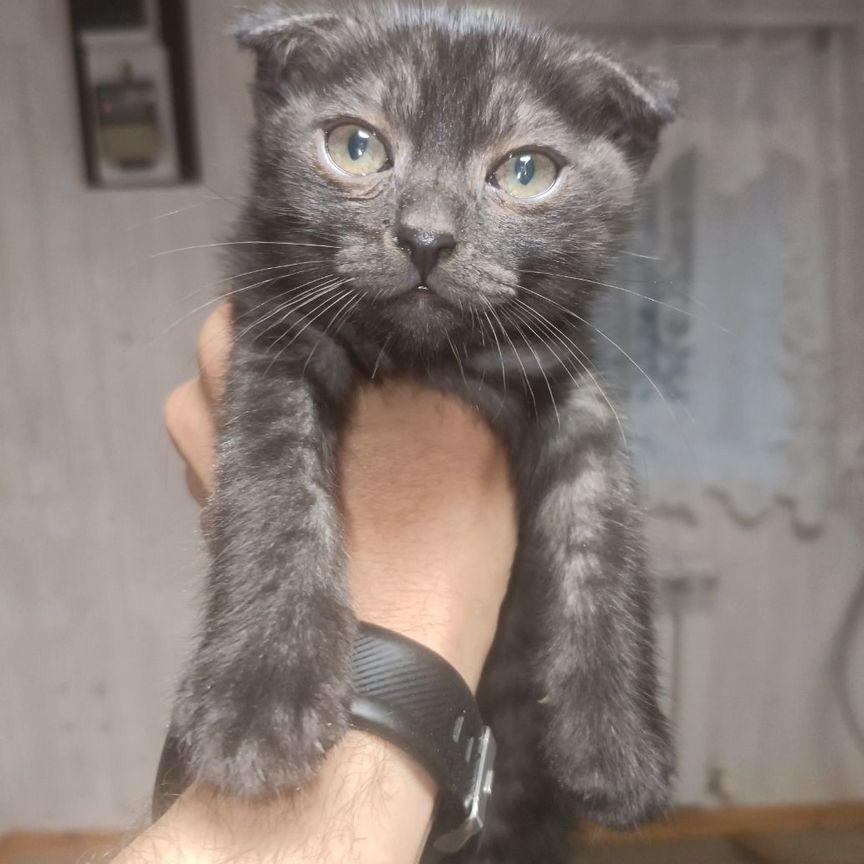Котёнок в дар