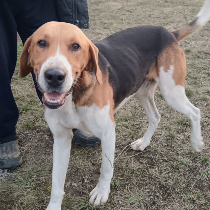 Русская пегая гончая, взрослый пёс