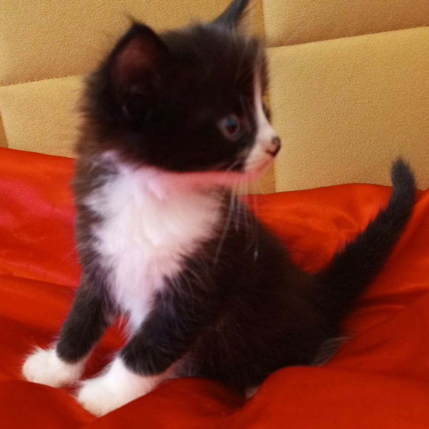 Мальчик Красавчик котёнок