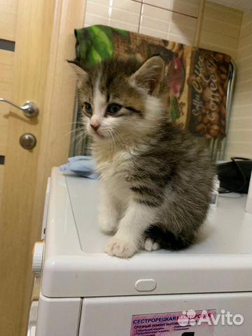 Самый веселый котенок