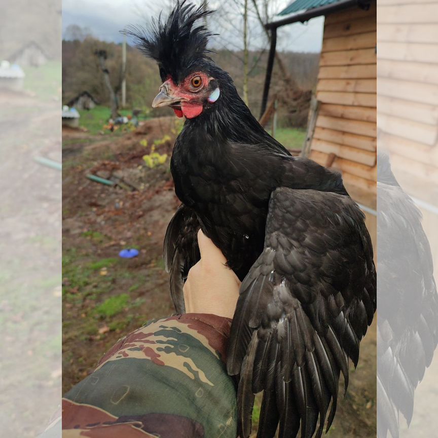 Курицы и петухи