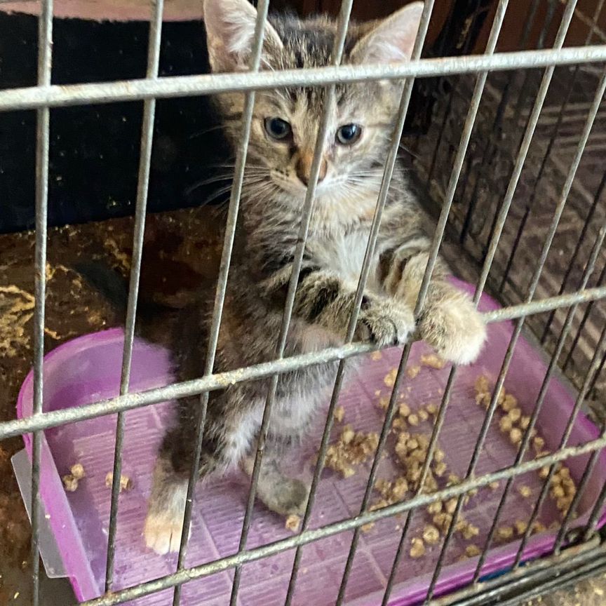 Котенок девочка