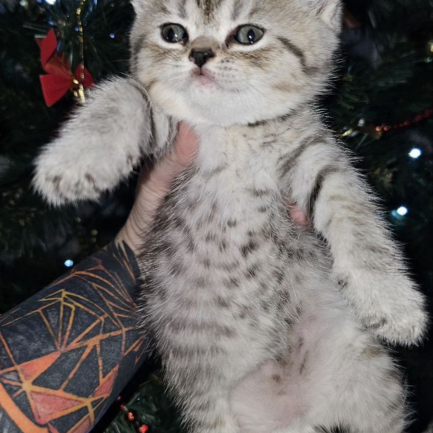 Шотландский кот бегемот есть и кошечки