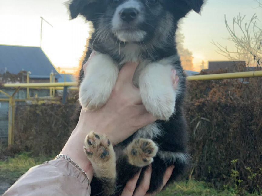 Самые красивые щенки города