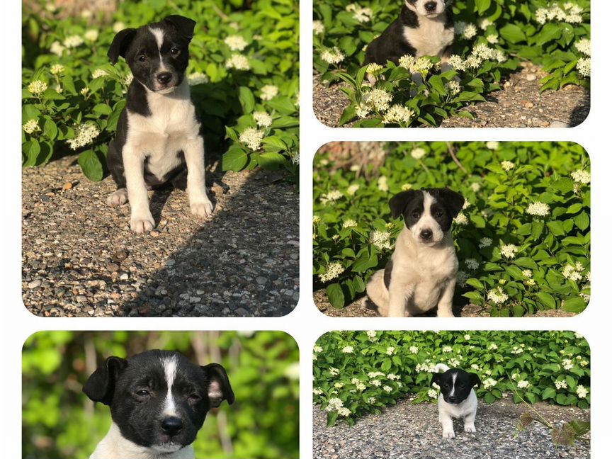 Щенки в добрые руки