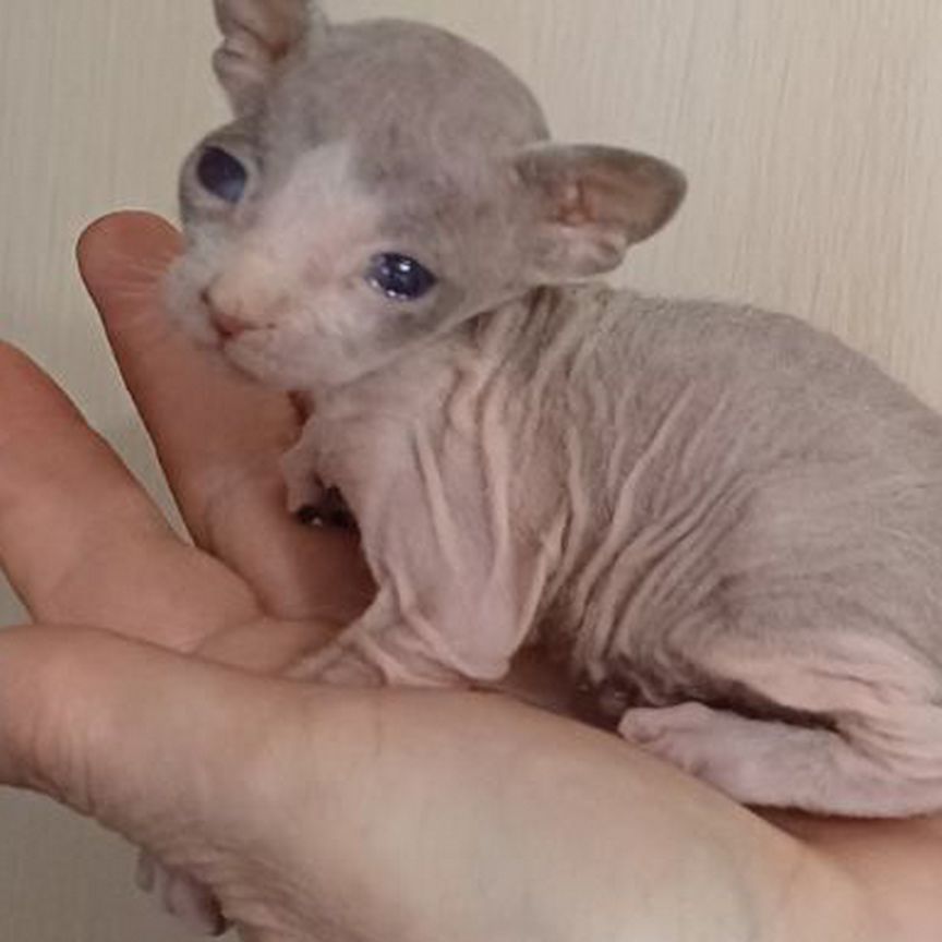 Канадский сфинкс котёнок