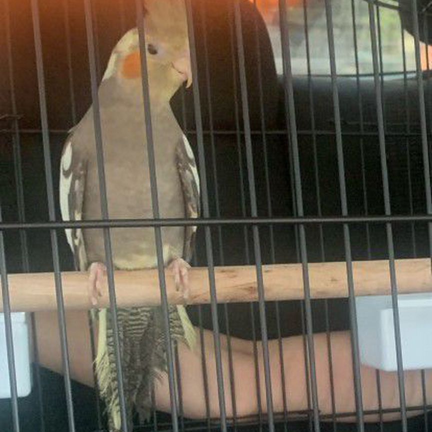 Потерял ся попугай
