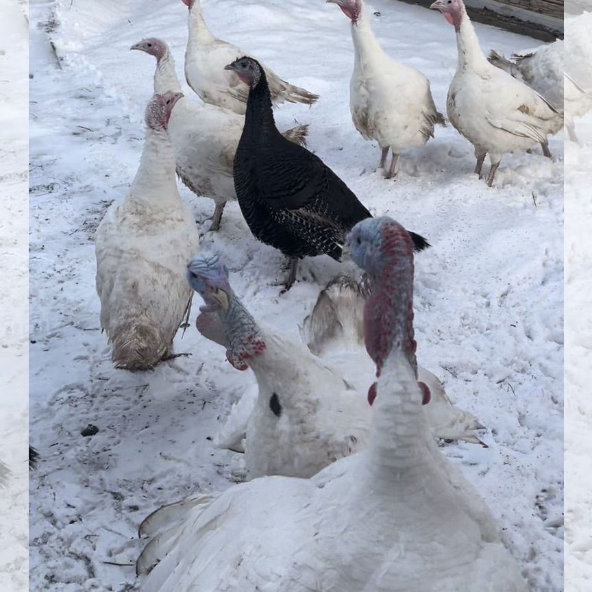 Индейка, индюки, мясо индейки