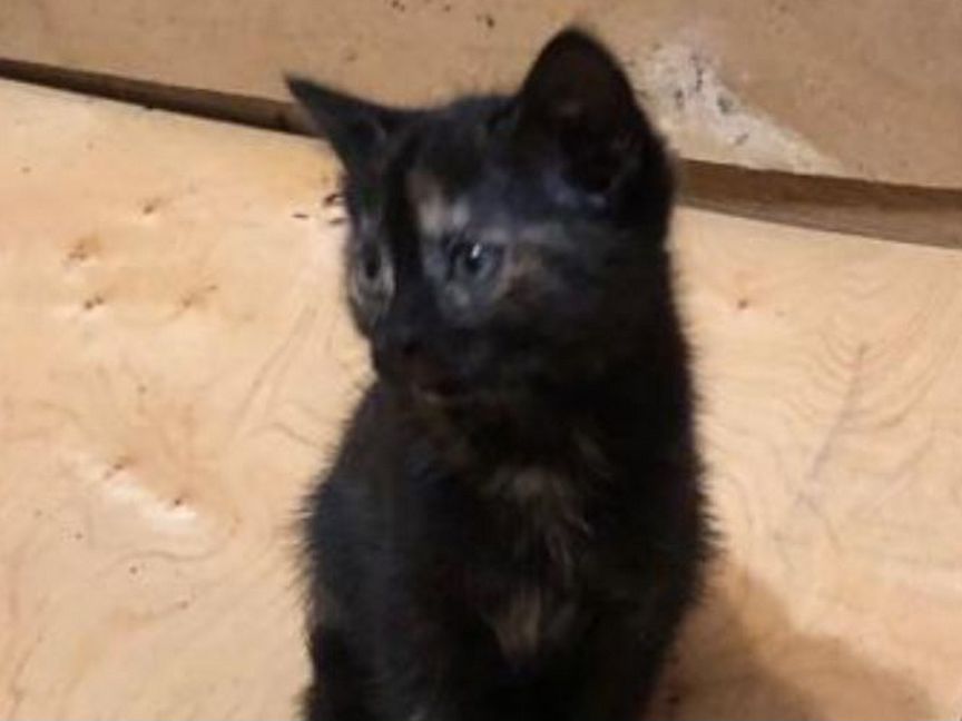 Котятки с мамой
