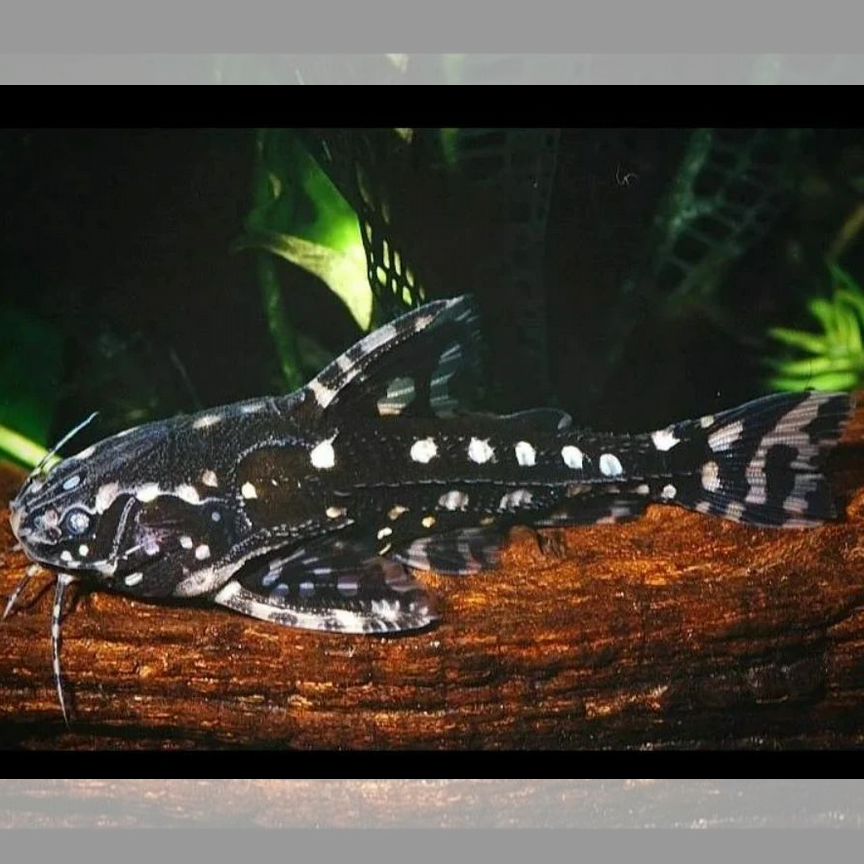 Сом агамикс звезчатый