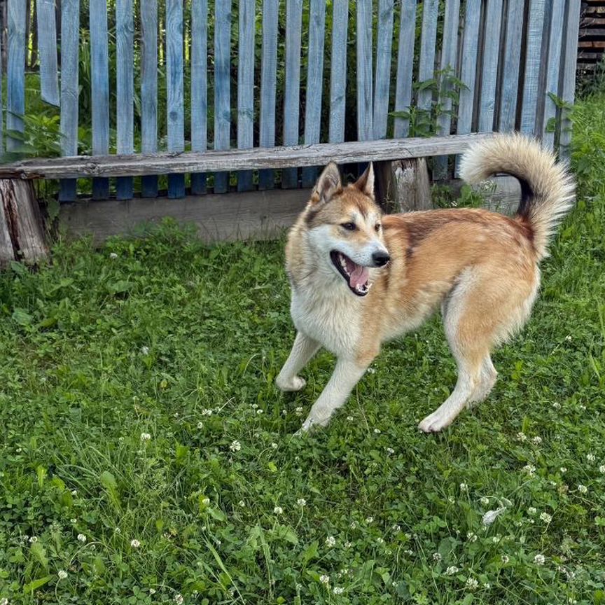 Лайка, щенок