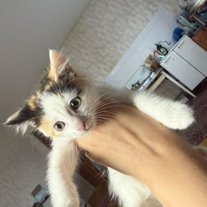 Котёнок в добрые руки