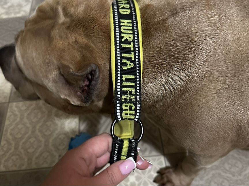 Ошейник hurtta