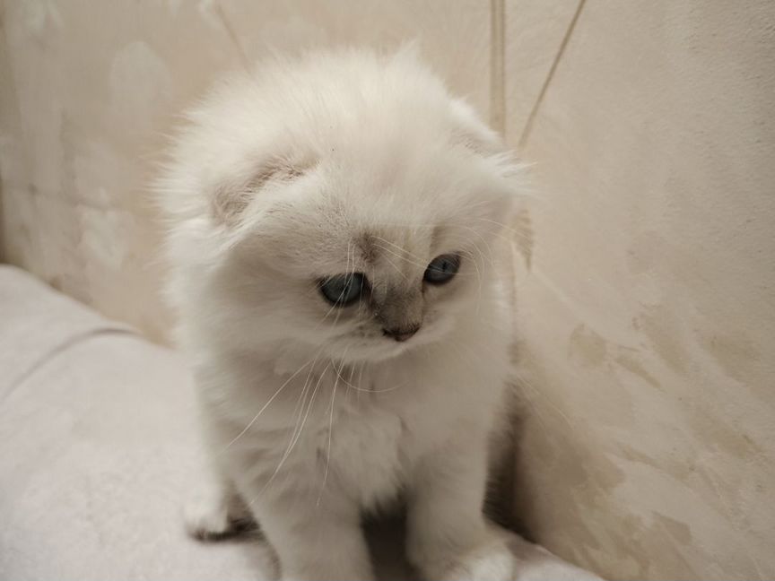 Шотландская вислоухая кошечка