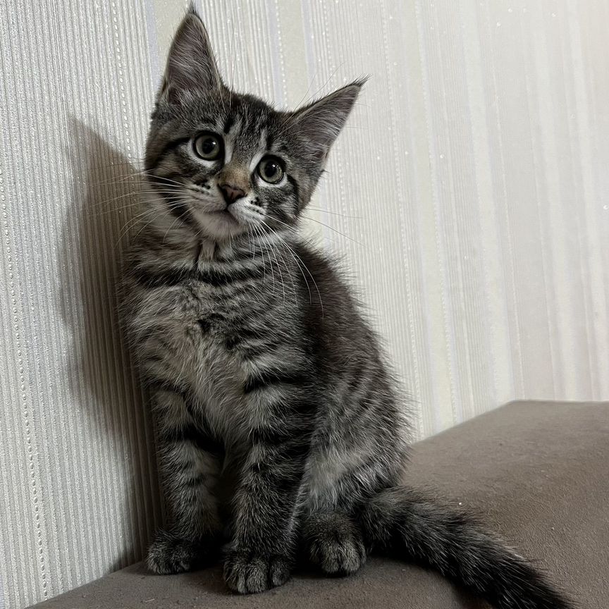 Мейн-кун котёнок