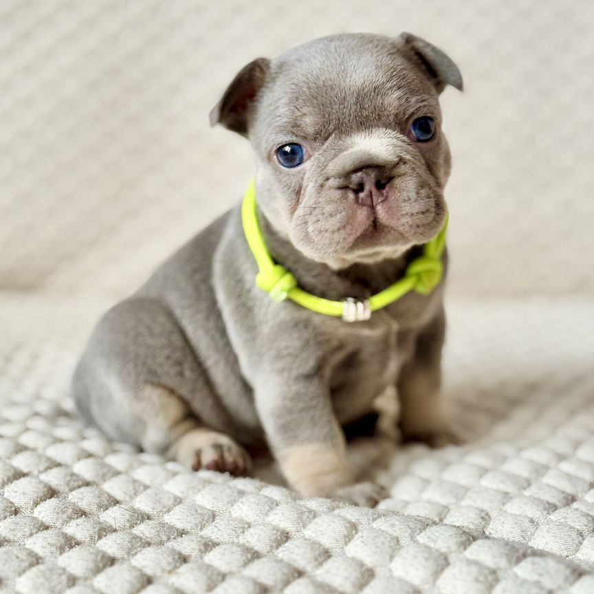 Французский бульдог, щенок