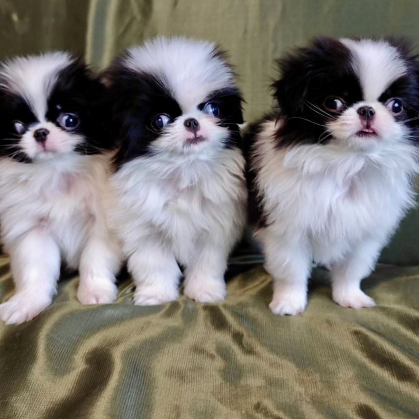 Японский хин малыши