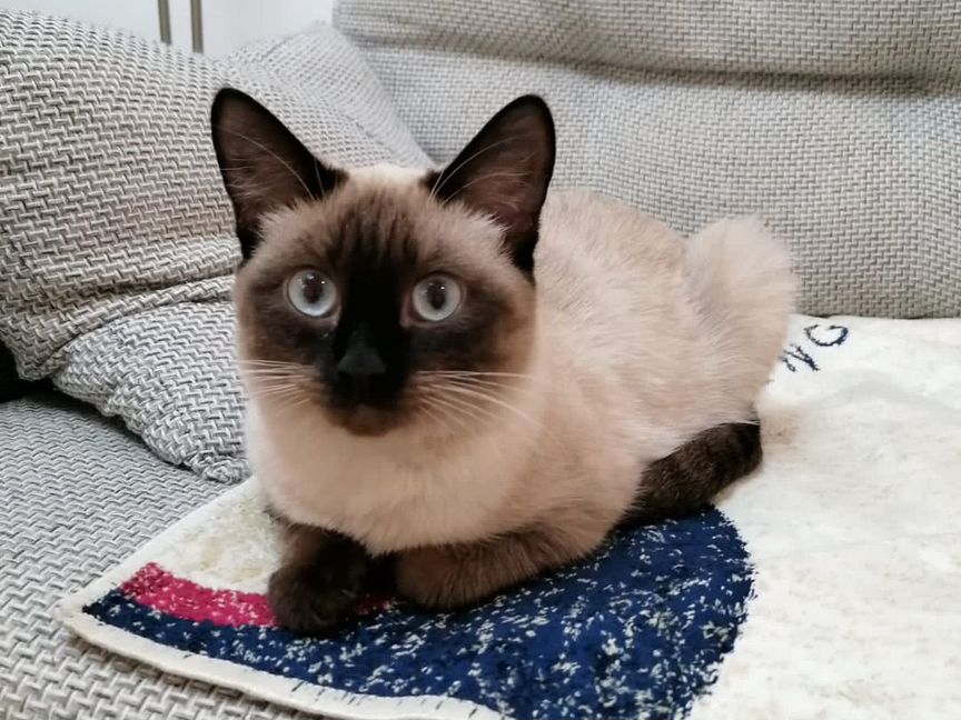 Тайская кошечка бесплатно