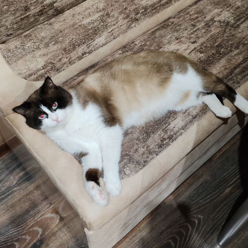 Сноу-Шу, взрослый кот