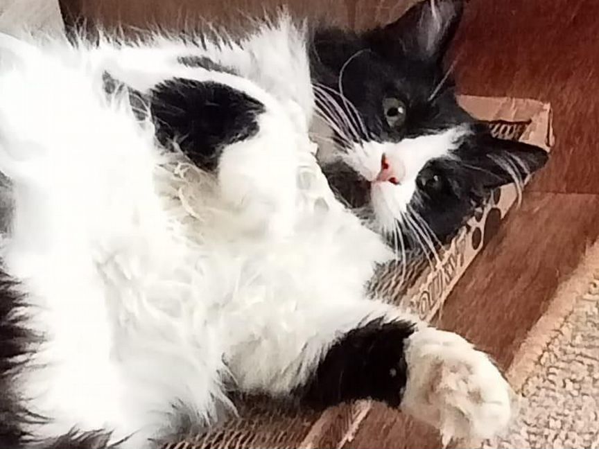 Кошка