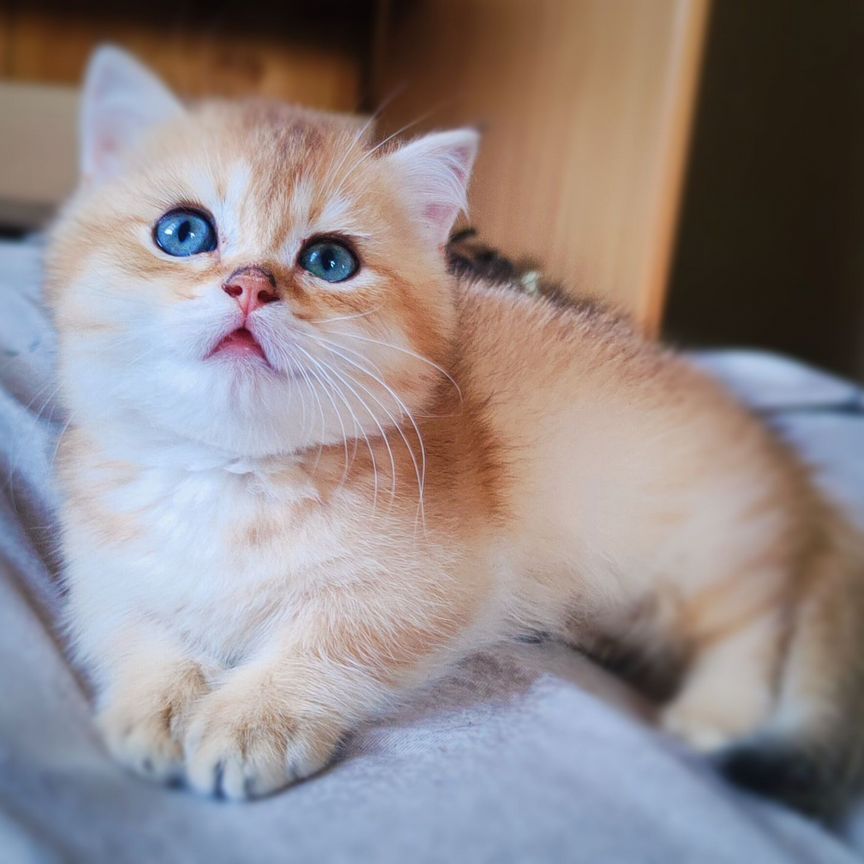 Манчкин килт. Мальчик