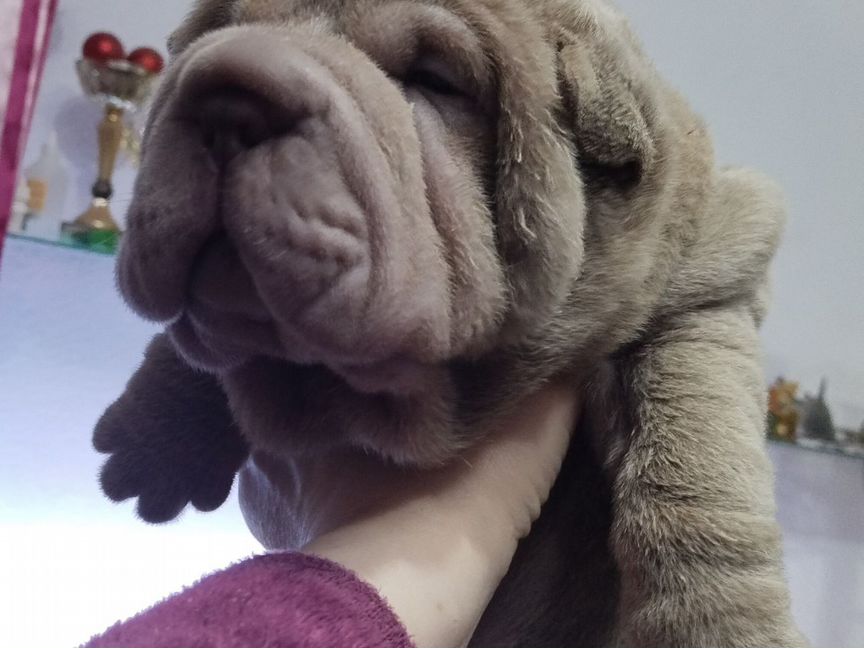 Щенок шарпея, лиловый мальчик