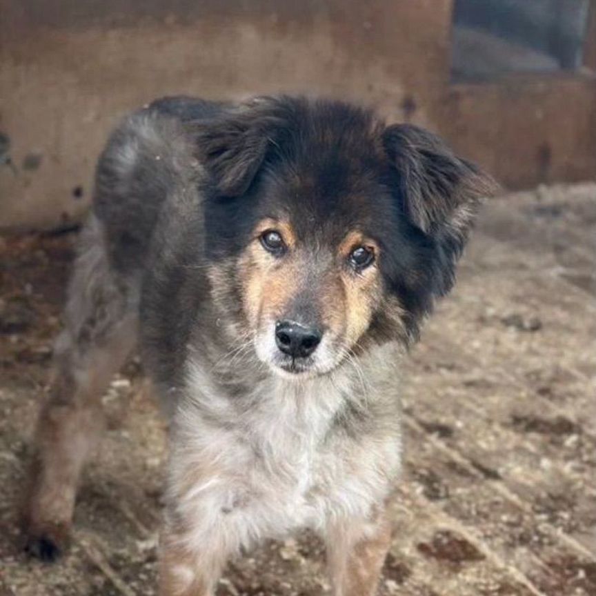 Старичок из приюта Бари на доживание