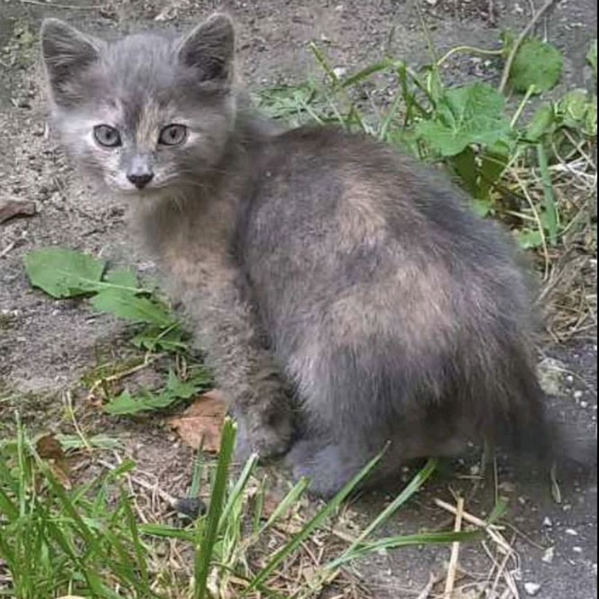 Котенок ищет дом