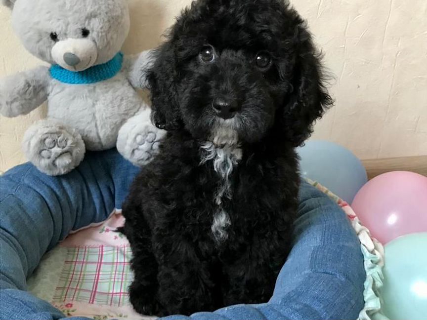 Щенки кокапу