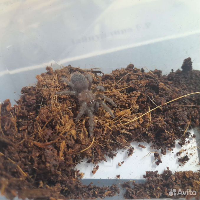 Tliltocatl albopilosus (возможен обмен)