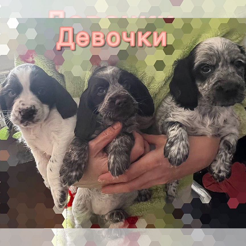 Русский охотничий спаниель, щенок