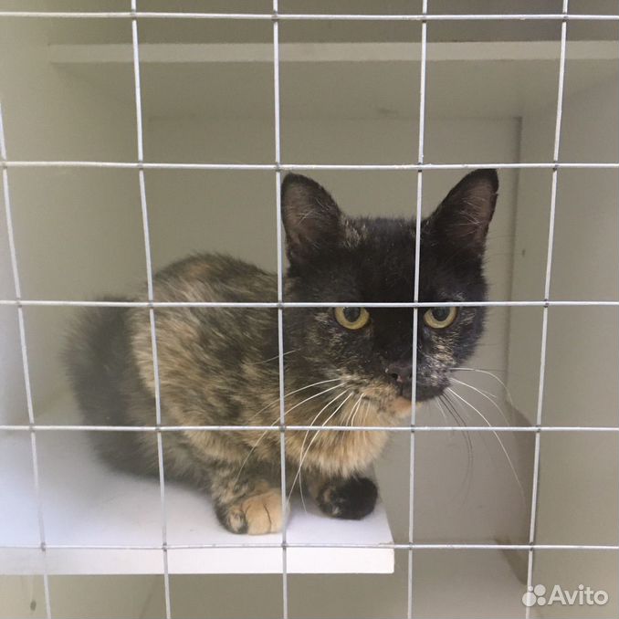 Мокла под дождем