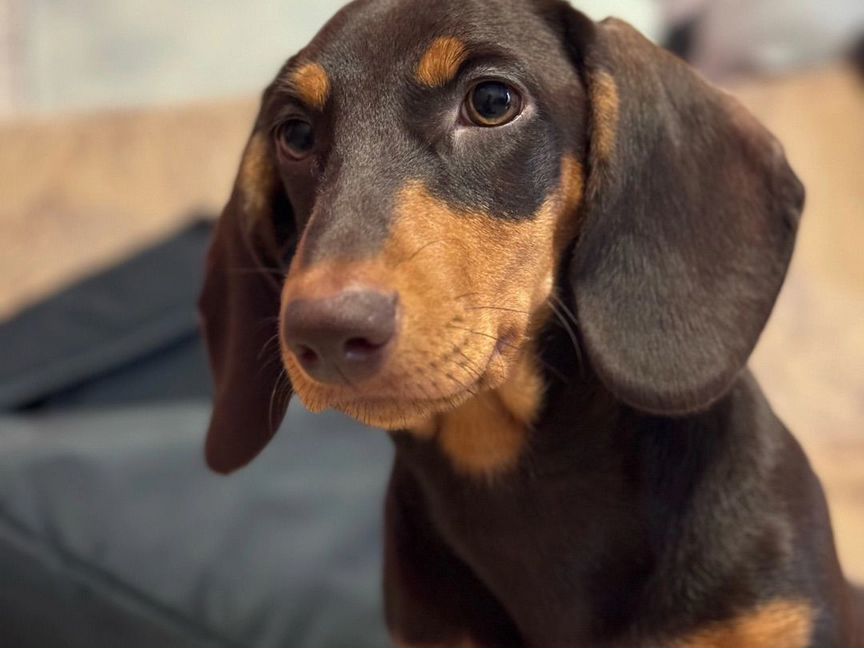 Такса в добрые руки