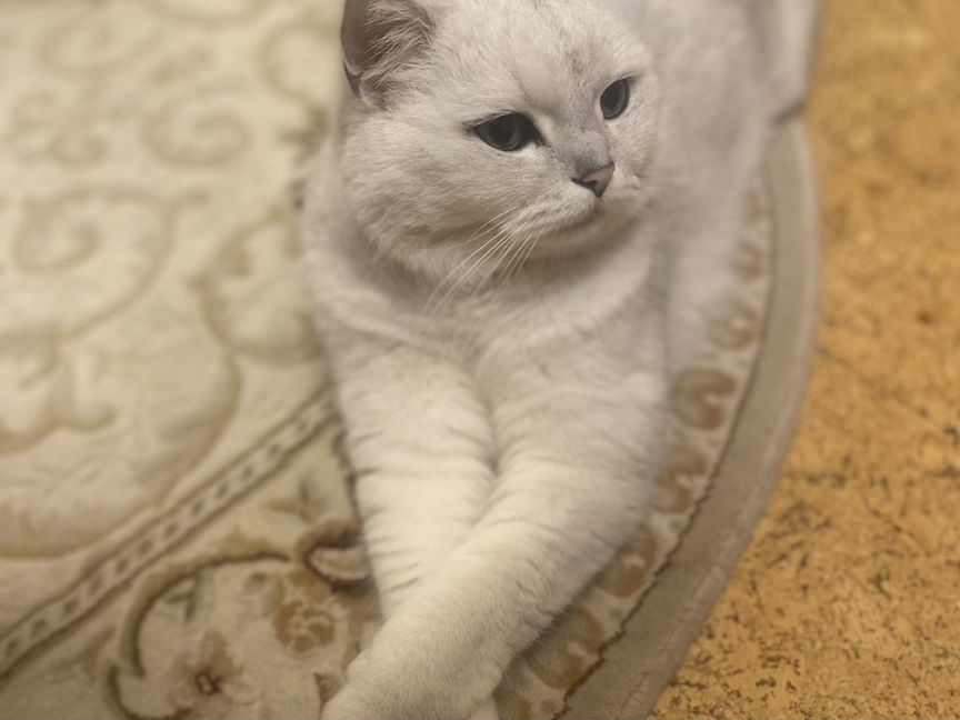 Отдам кота в добрые руки
