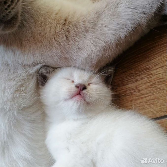 Кошки шотландцы