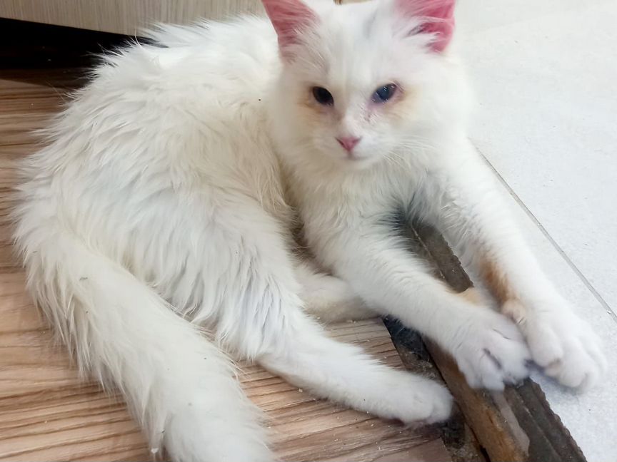 Турецкая ангора помесь ва добрые руки