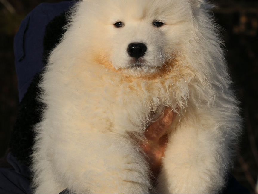 Самоедская лайка