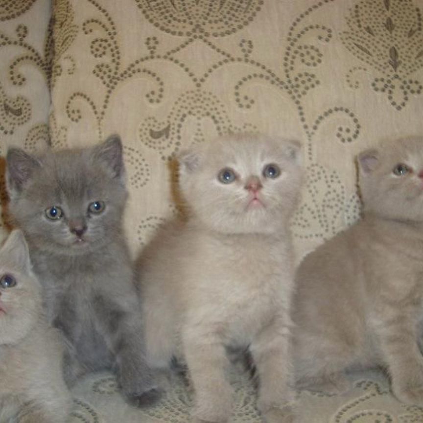 Шотландские вислоухие котята