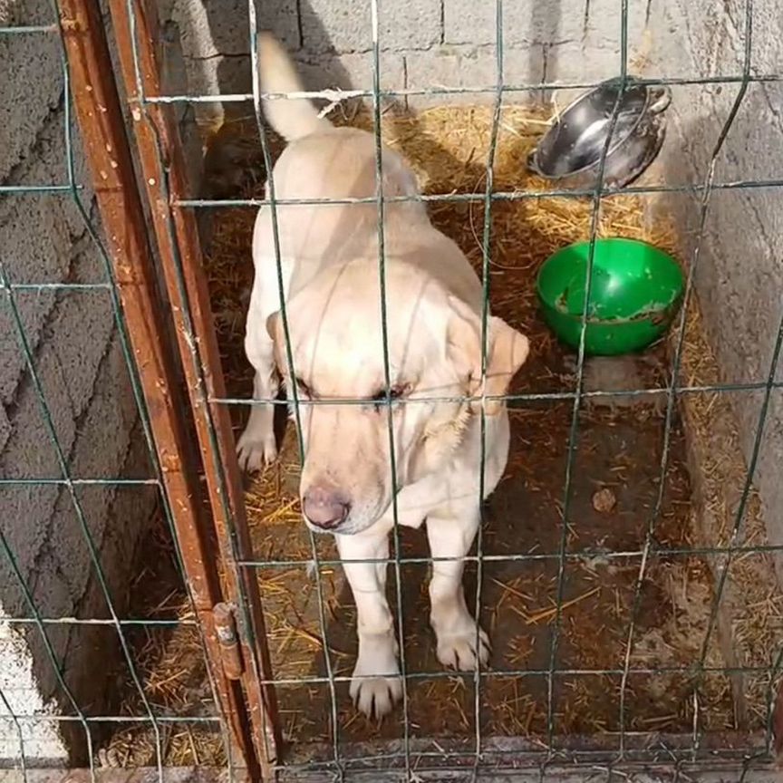 Лабрадор в приюте