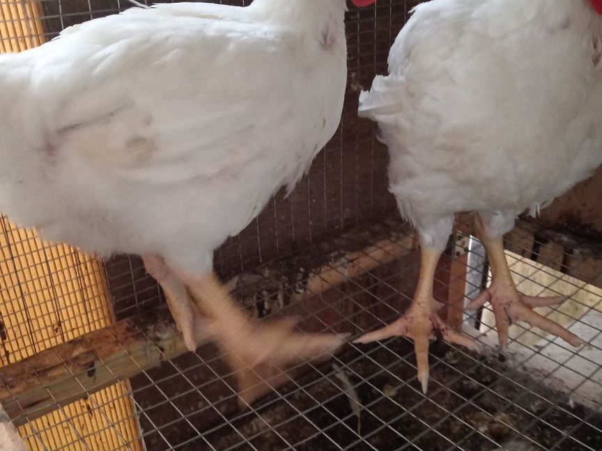 Куры бройлеры тушки