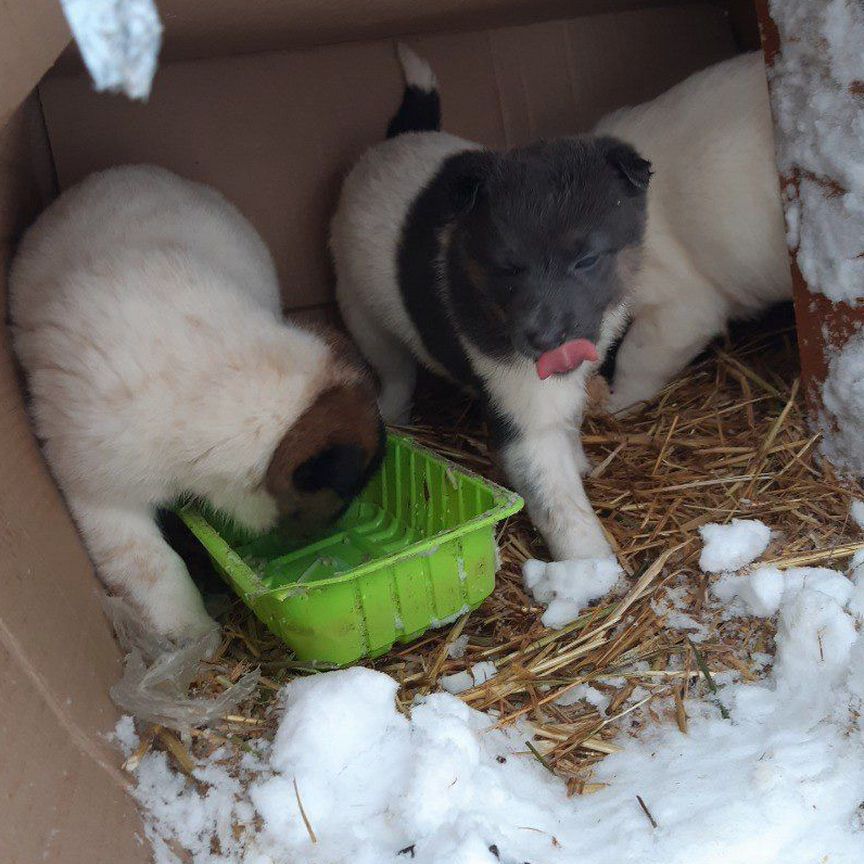 Щенок в добрые руки