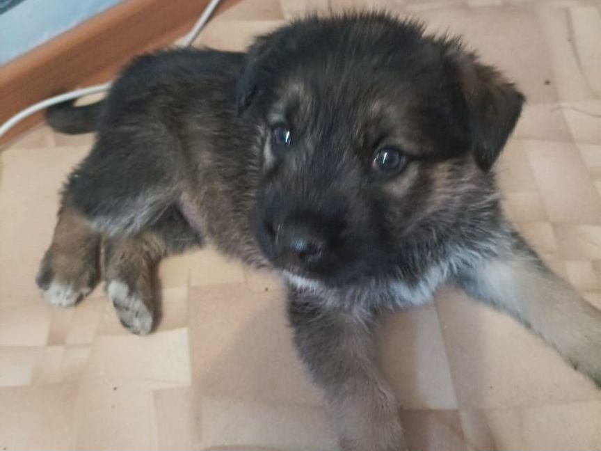 Винтик ищет дом