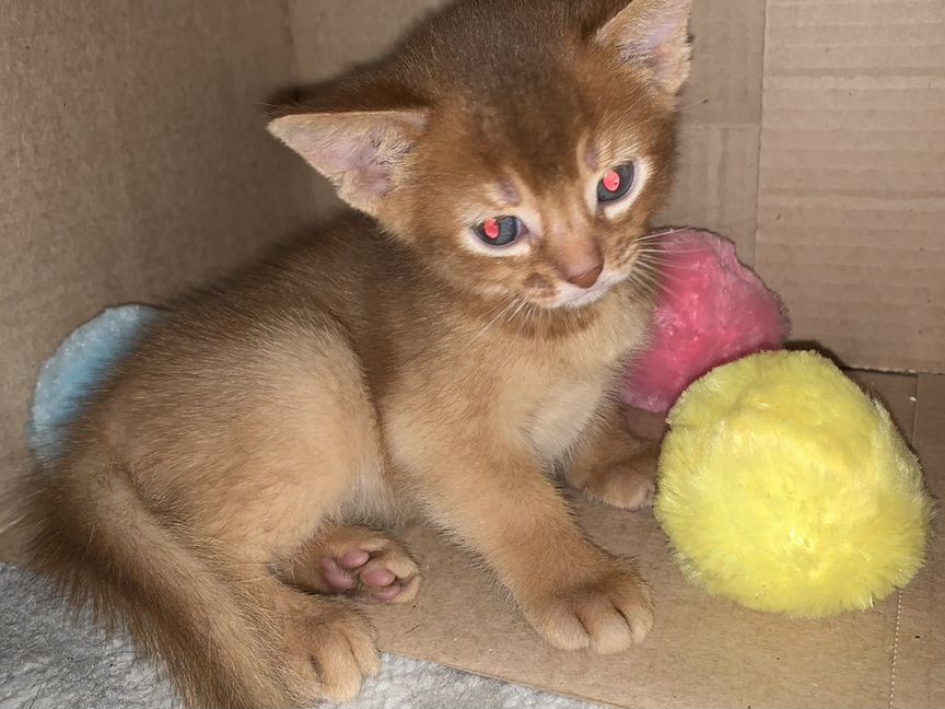 Абиссинские котята