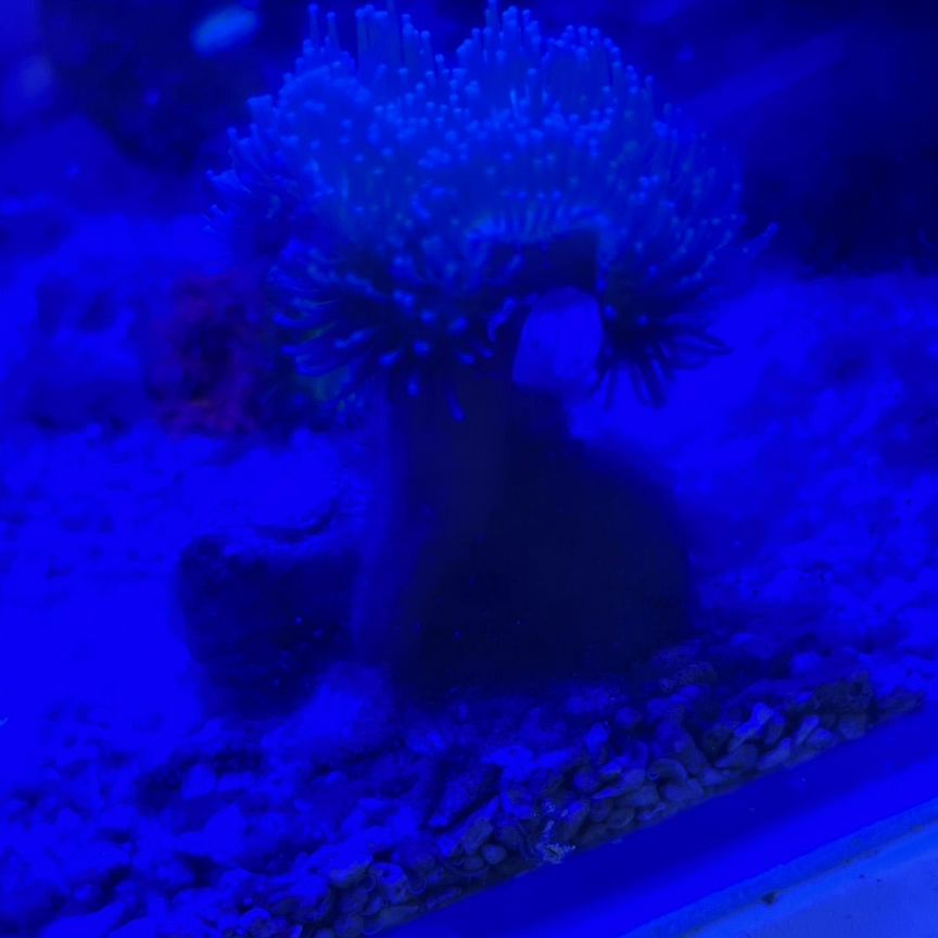 Морские кораллы