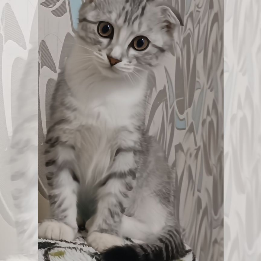 Шотландский вислоухий длинношёрстный котёнок