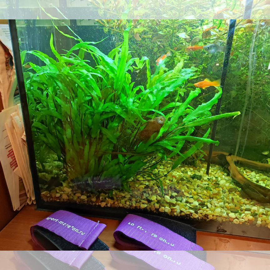 Обмен растений на рыбок